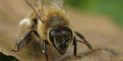 Manuka Honey USA LLC